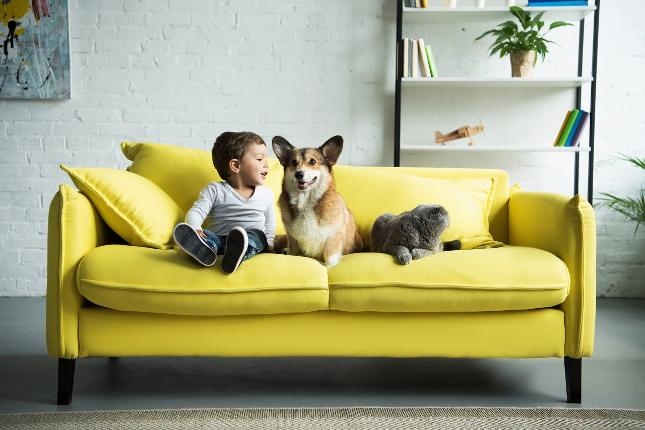 5 Common Mistakes You Must Avoid When Purchasing a Sofa | Full House ...